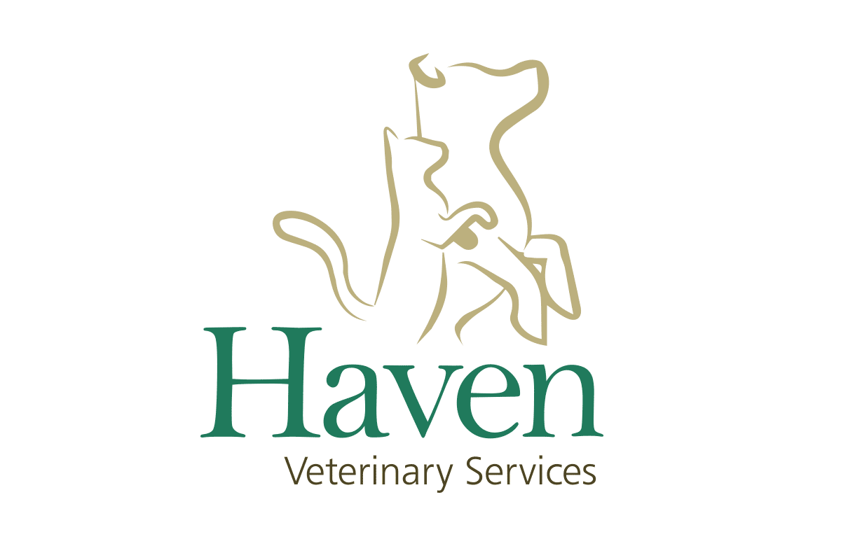 Chris Gilston Web & Graphic Designer | Haven Logo Design